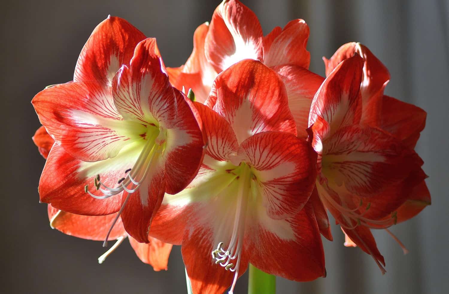 Comment entretenir un amaryllis ? - Comparateur Fleuriste