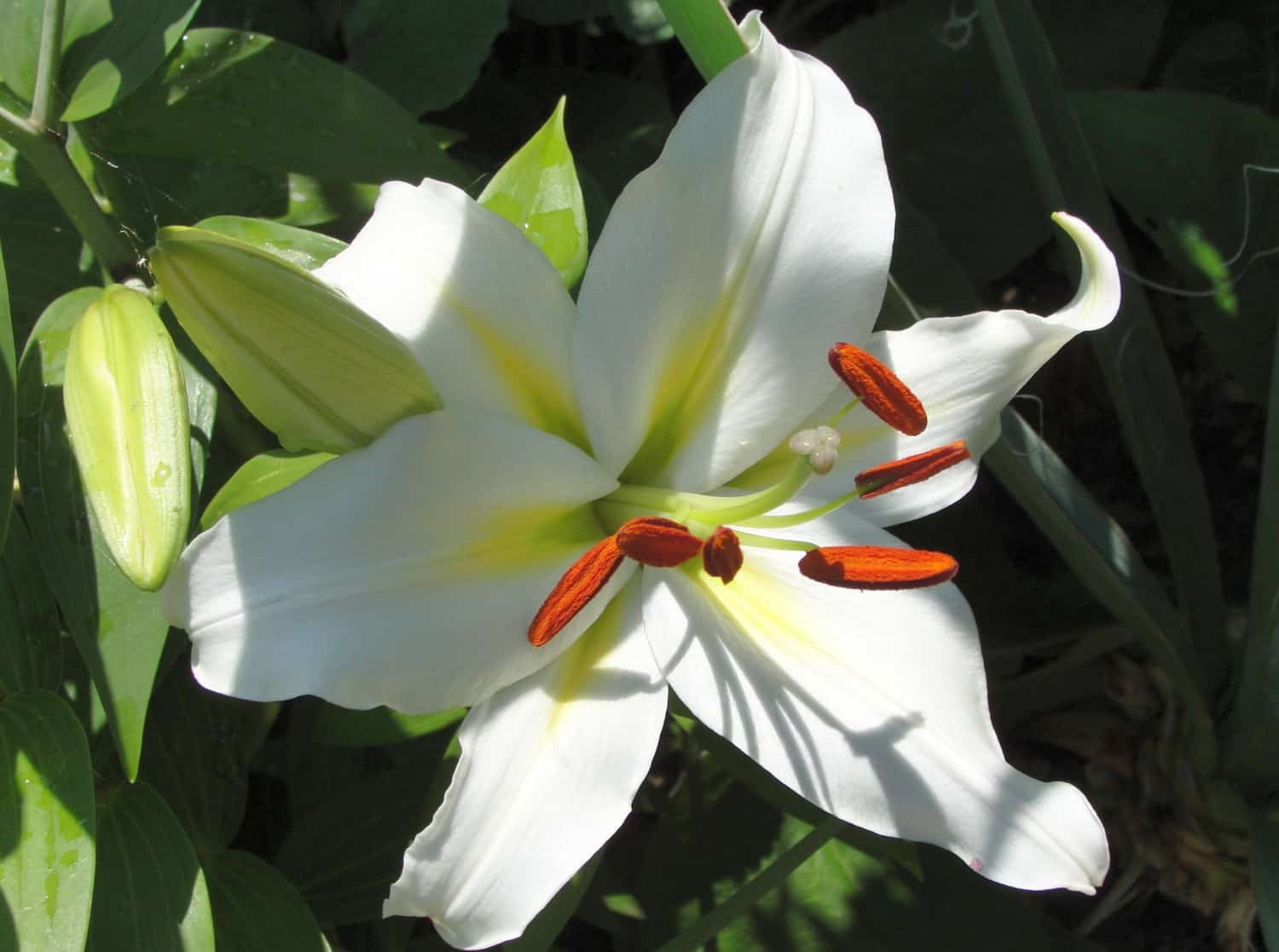 Comment entretenir des fleurs de lys ? - Comparateur Fleuriste
